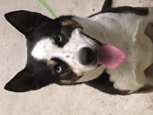 Pound » City of Albany